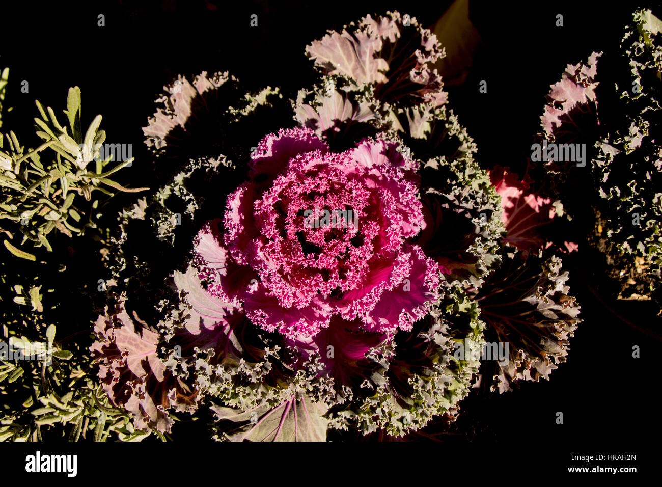 Beautiful Pink lettuce flower in view Stock Photo - Alamy