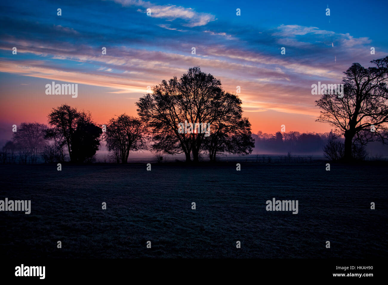 St albans tree hi-res stock photography and images - Alamy