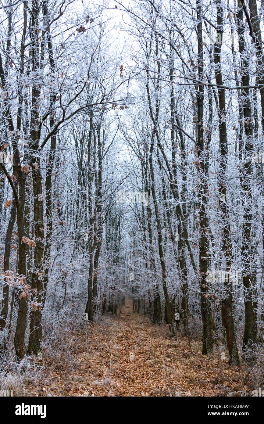 Frozen oak forest from Hungary Stock Photo - Alamy