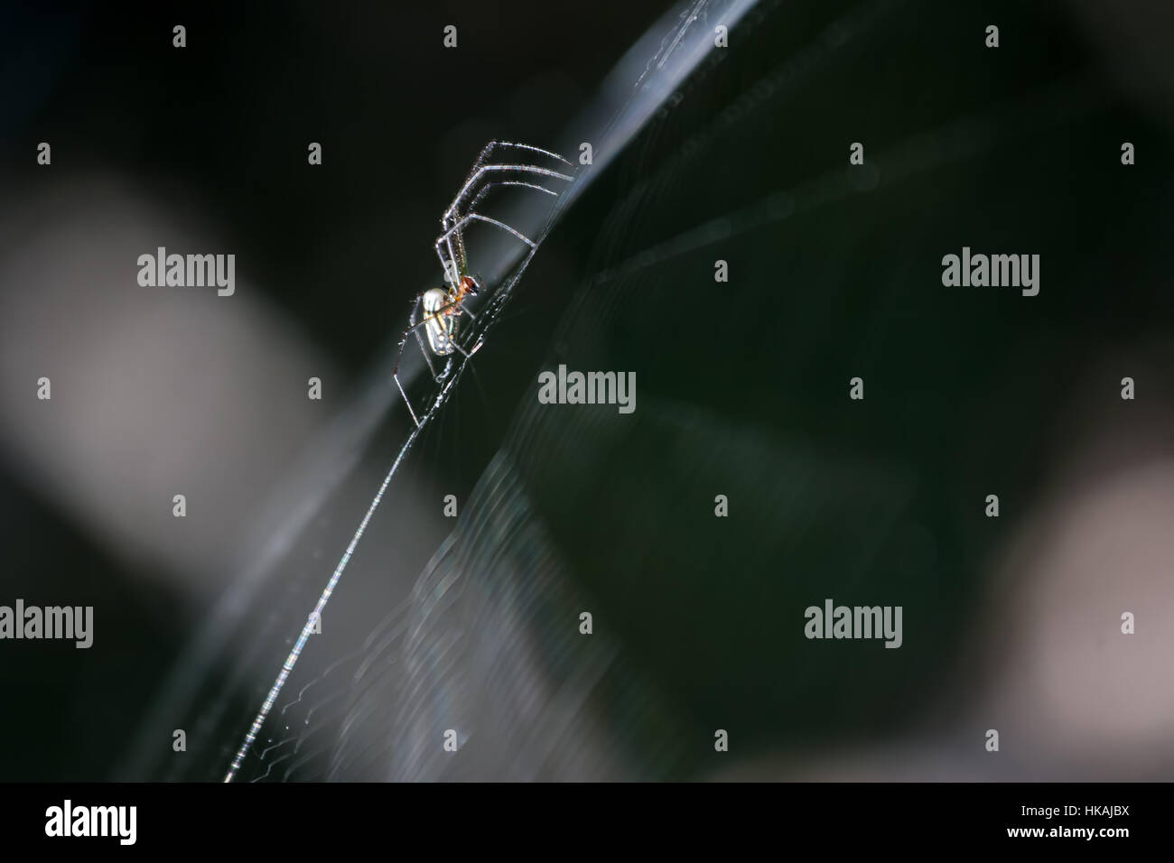 Spider crawling hi-res stock photography and images - Alamy
