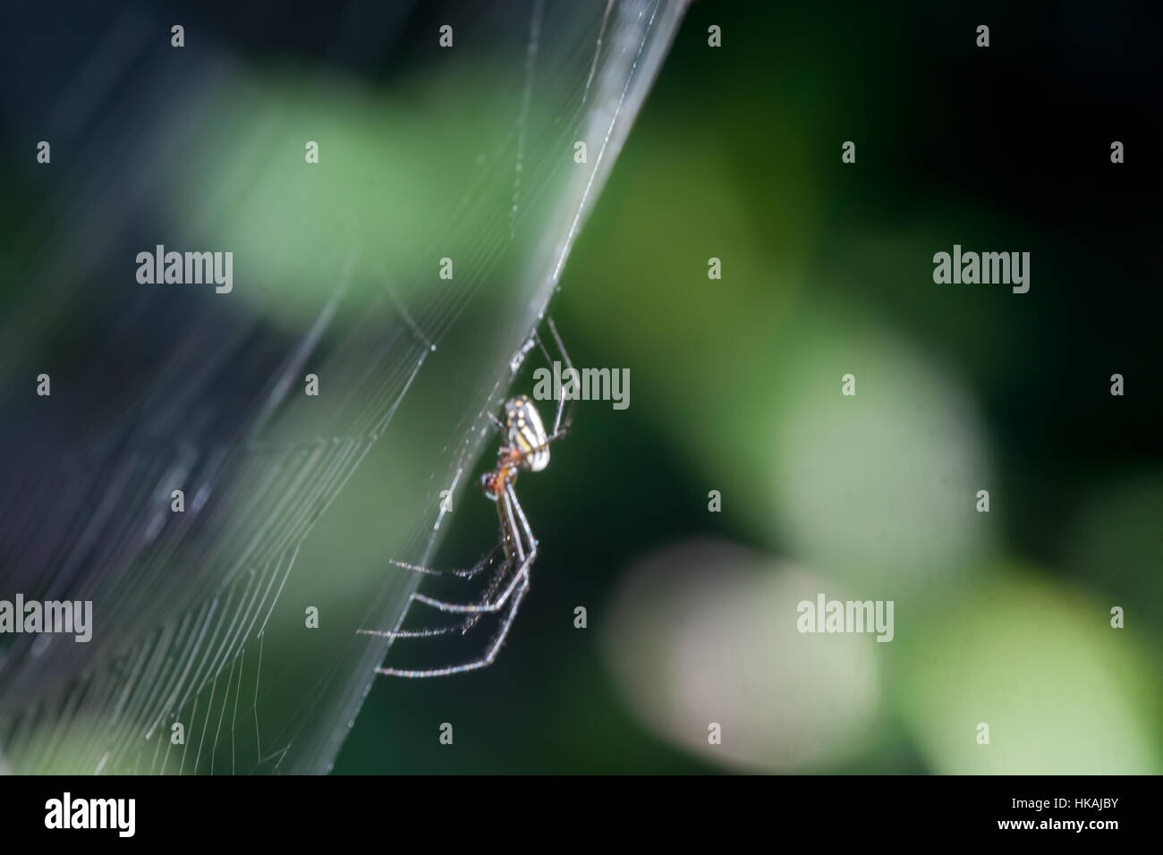 Spider crawling on web (Orchard Orb weaver Stock Photo - Alamy