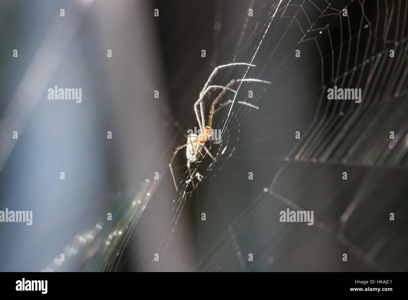 Spider crawling on web (Orchard Orb weaver Stock Photo - Alamy