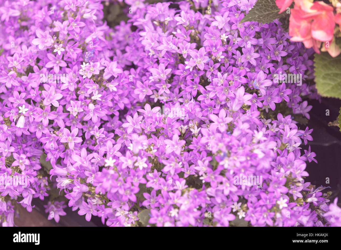 a bouquet of purple flowers, note shallow depth of field Stock Photo ...