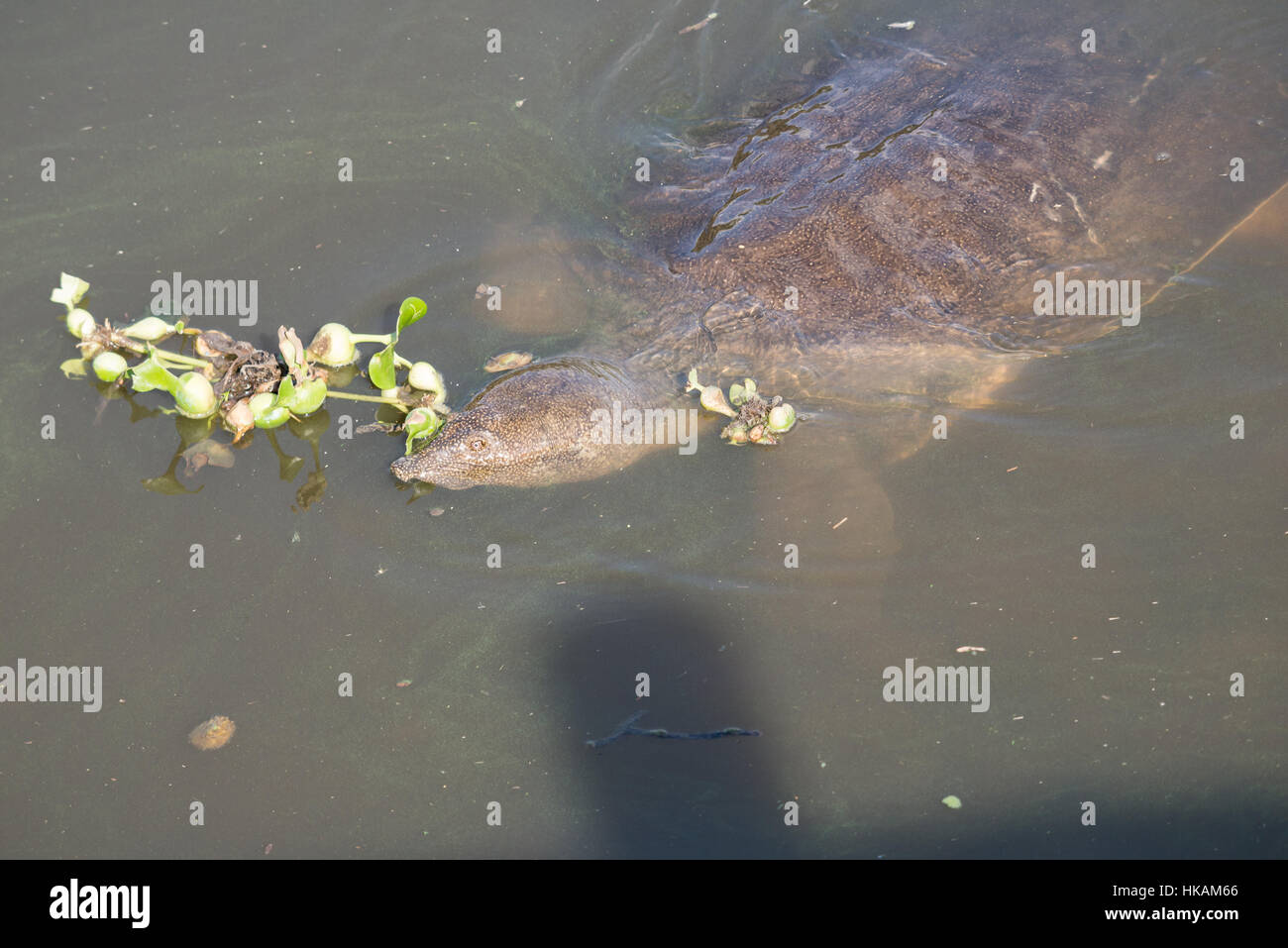 Soft-shell turtle at Nahal Alexander, Israel Stock Photo - Alamy