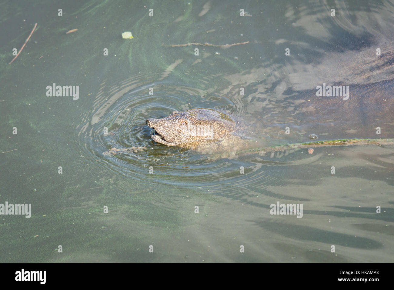 Soft-shell turtle at Nahal Alexander, Israel Stock Photo - Alamy