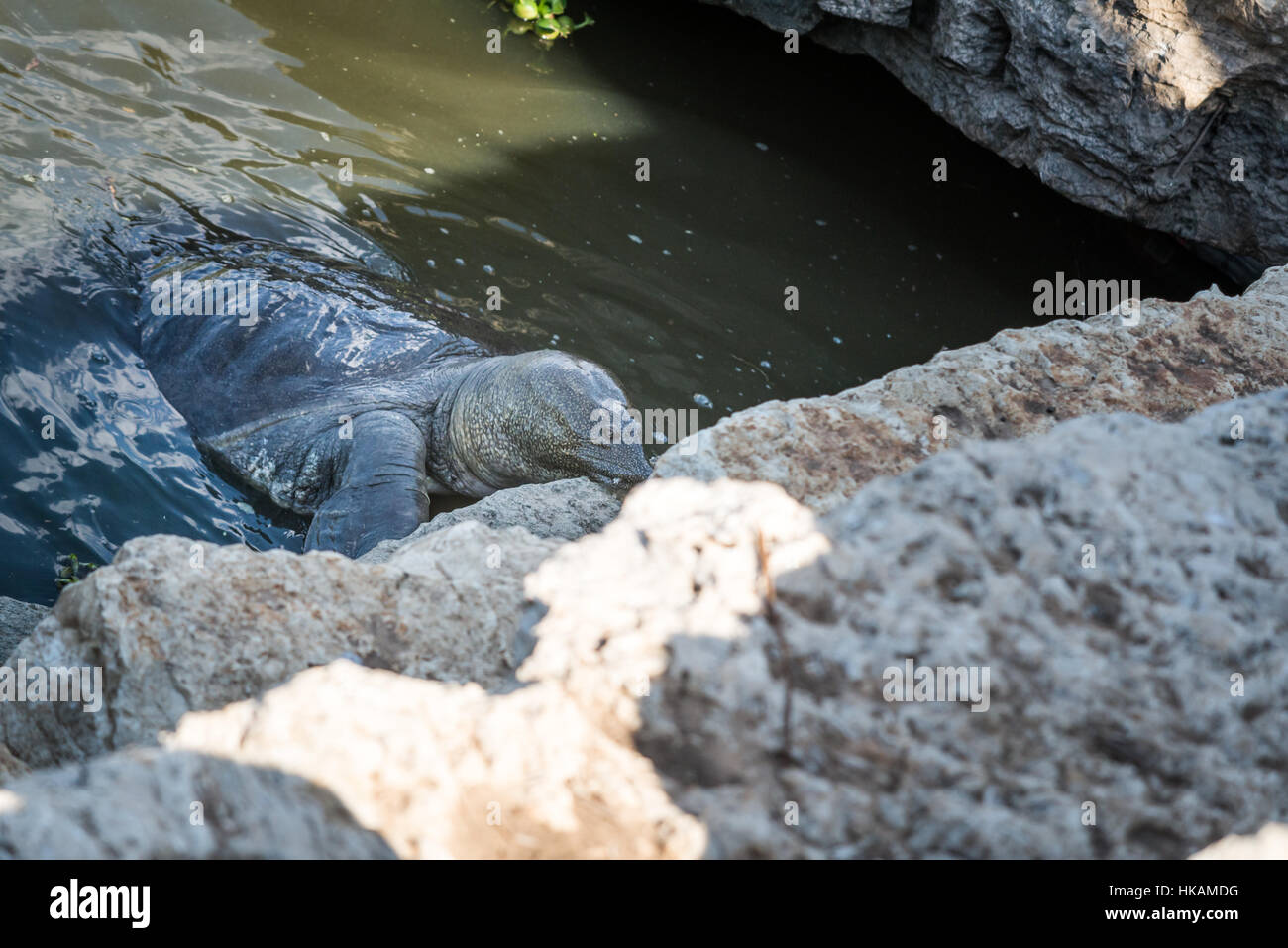 Soft-shell turtle at Nahal Alexander, Israel Stock Photo - Alamy