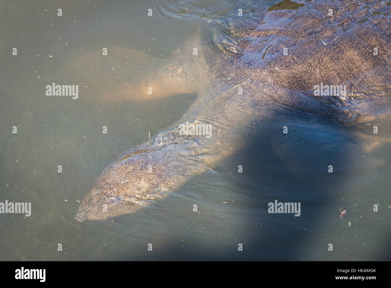 Soft-shell turtle at Nahal Alexander, Israel Stock Photo - Alamy