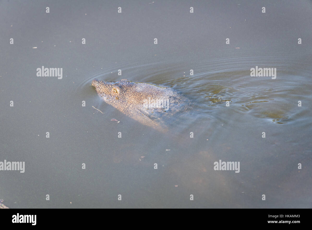 Soft-shell turtle at Nahal Alexander, Israel Stock Photo - Alamy