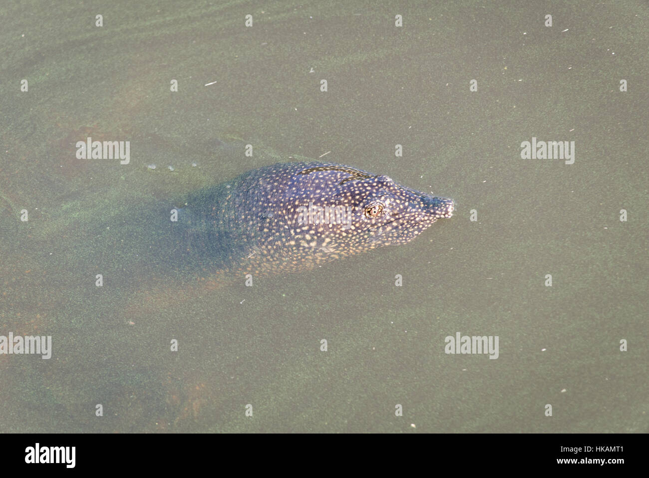 Soft-shell turtle at Nahal Alexander, Israel Stock Photo - Alamy