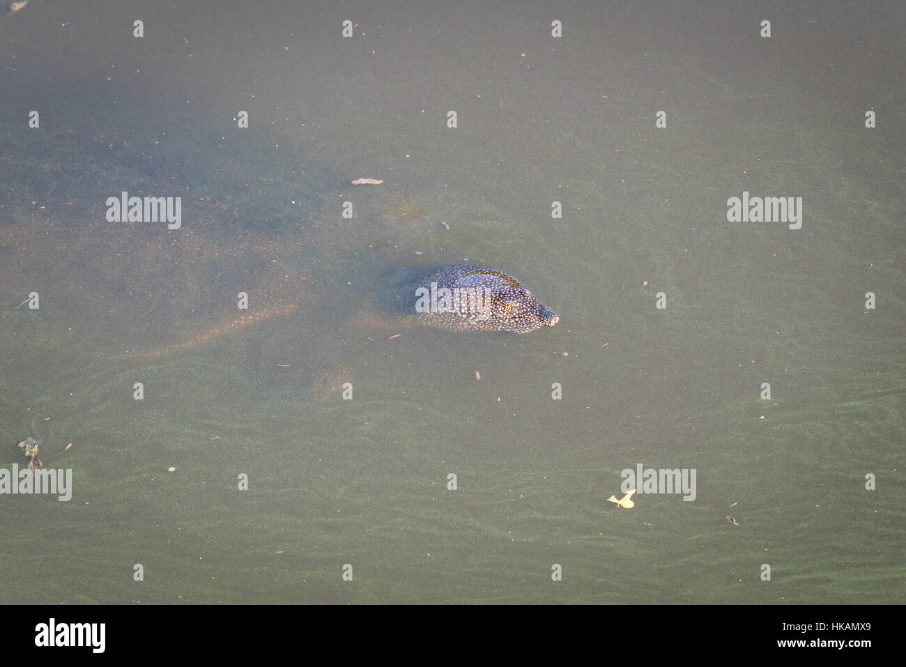 Soft-shell turtle at Nahal Alexander, Israel Stock Photo - Alamy