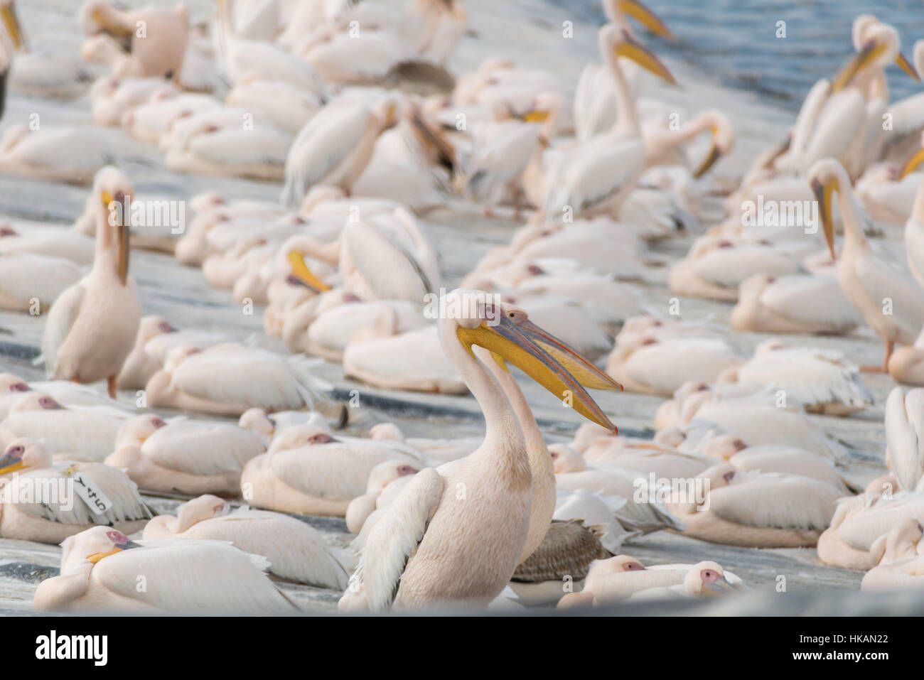 Pelican migration at Viker lookout, Israel Stock Photo - Alamy