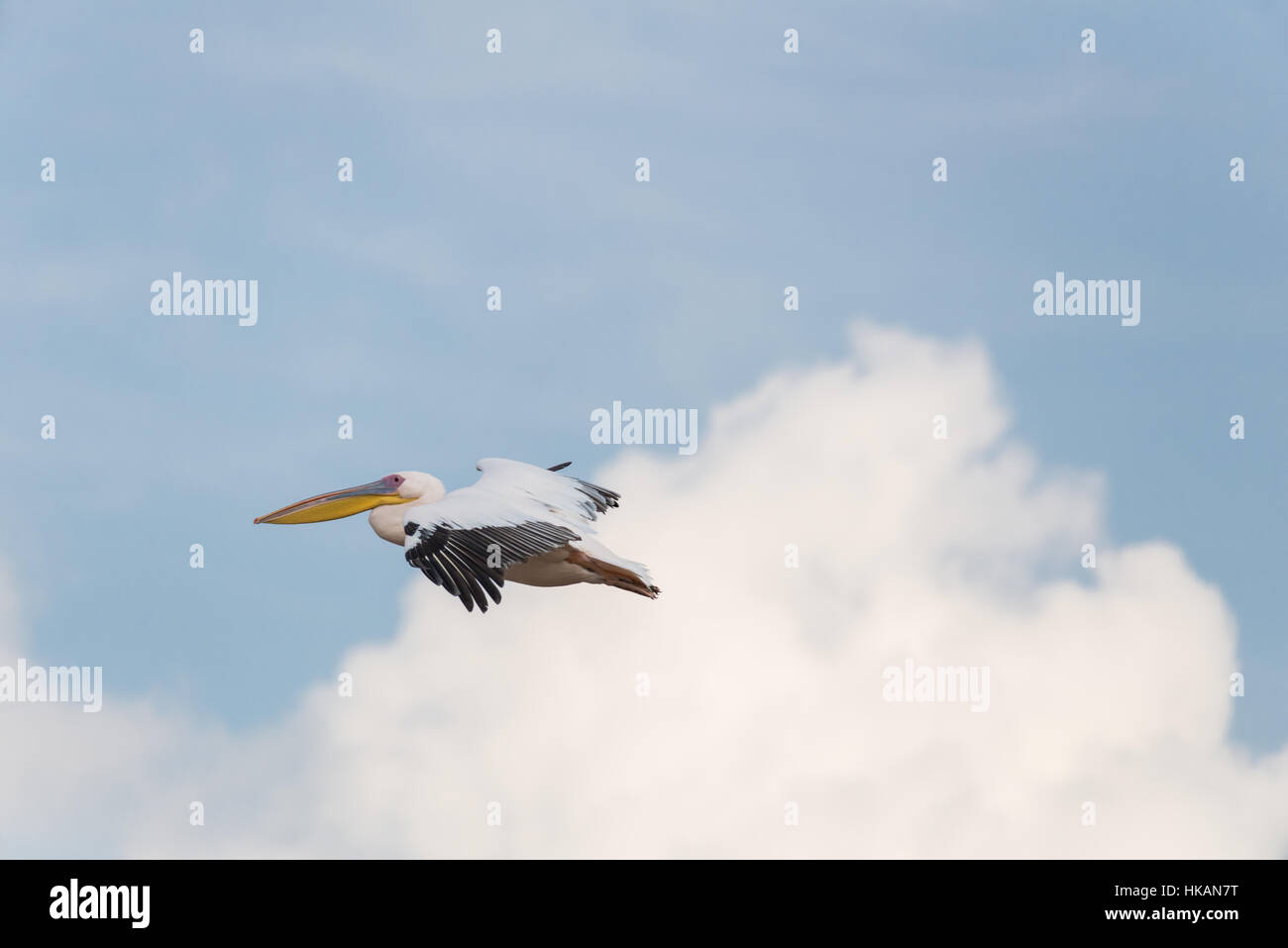 Migration of birds hi-res stock photography and images - Alamy