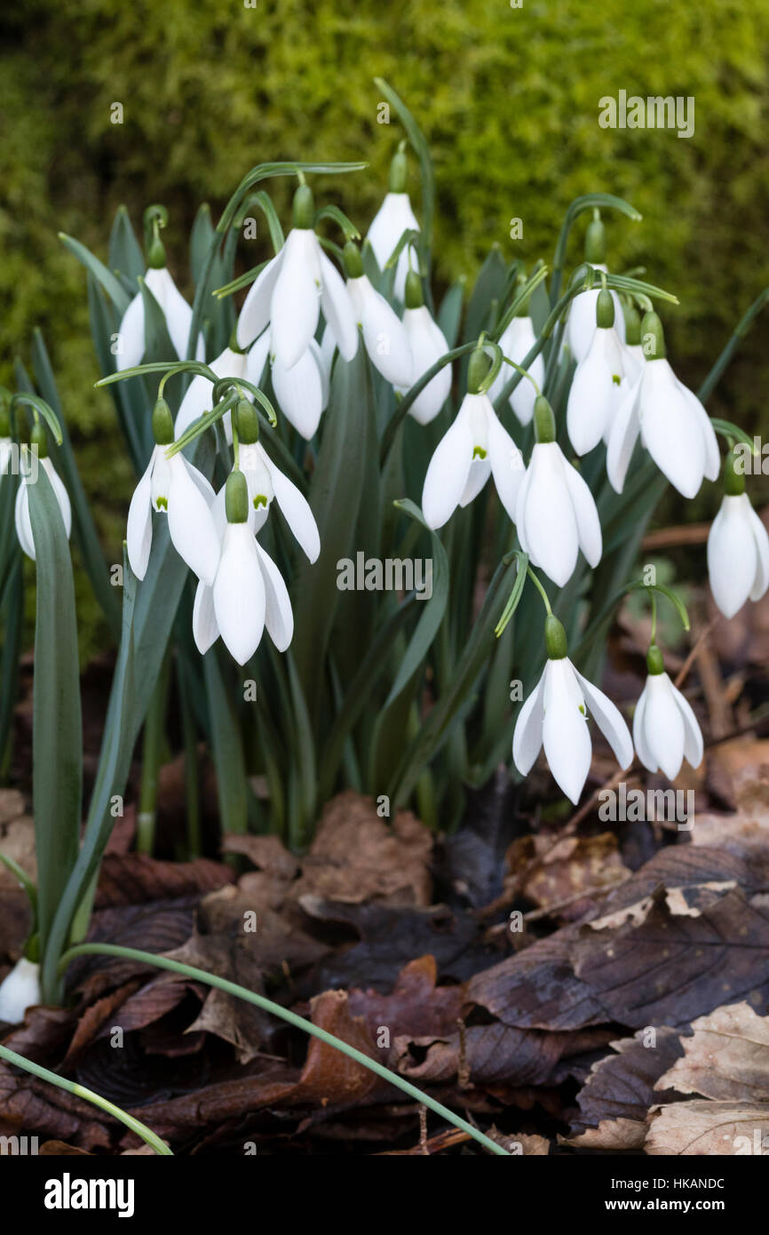 January flowers of the giant snowdrop, Galanthus elwesii 'Epiphany ...