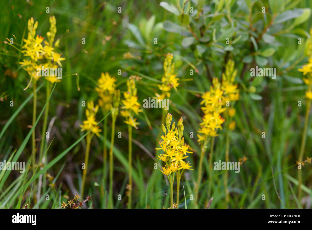 Bog asphodel uk hi-res stock photography and images - Alamy