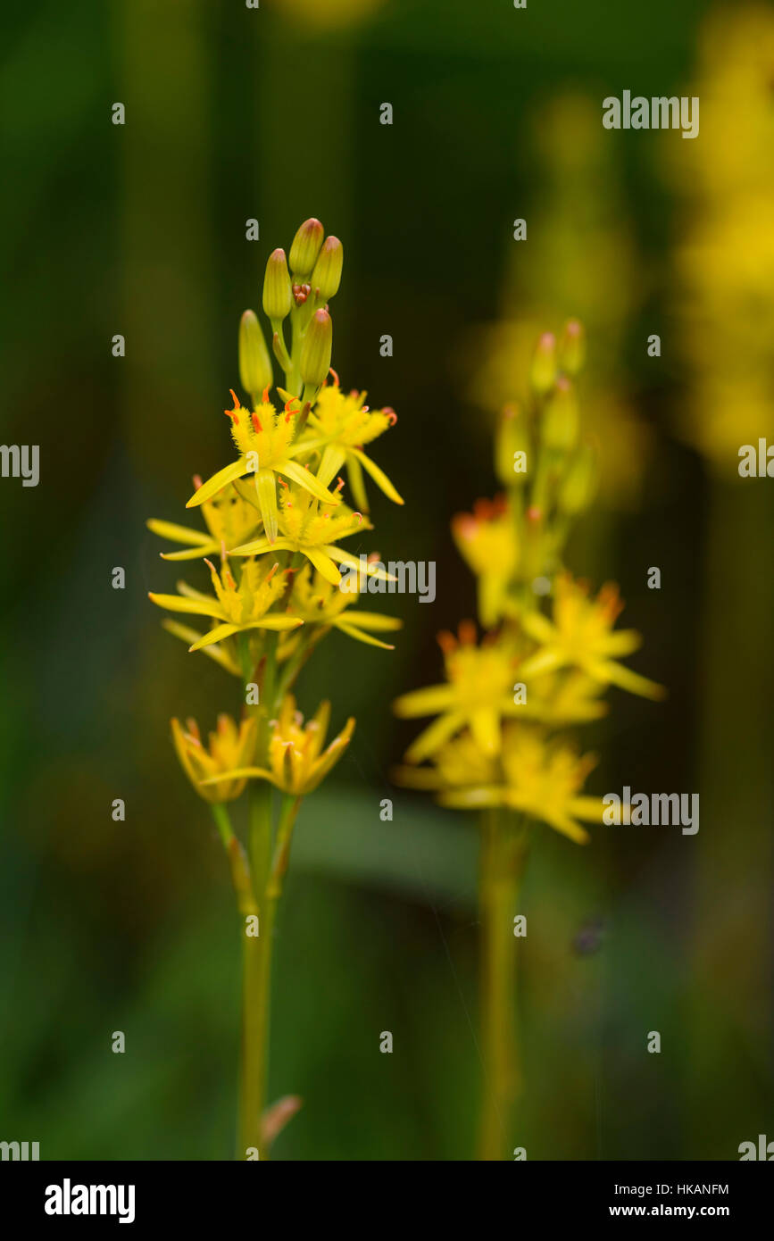 Bog Asphodel, Narthecium ossifragum, wildflower, Fleet Valley, Dumfries ...