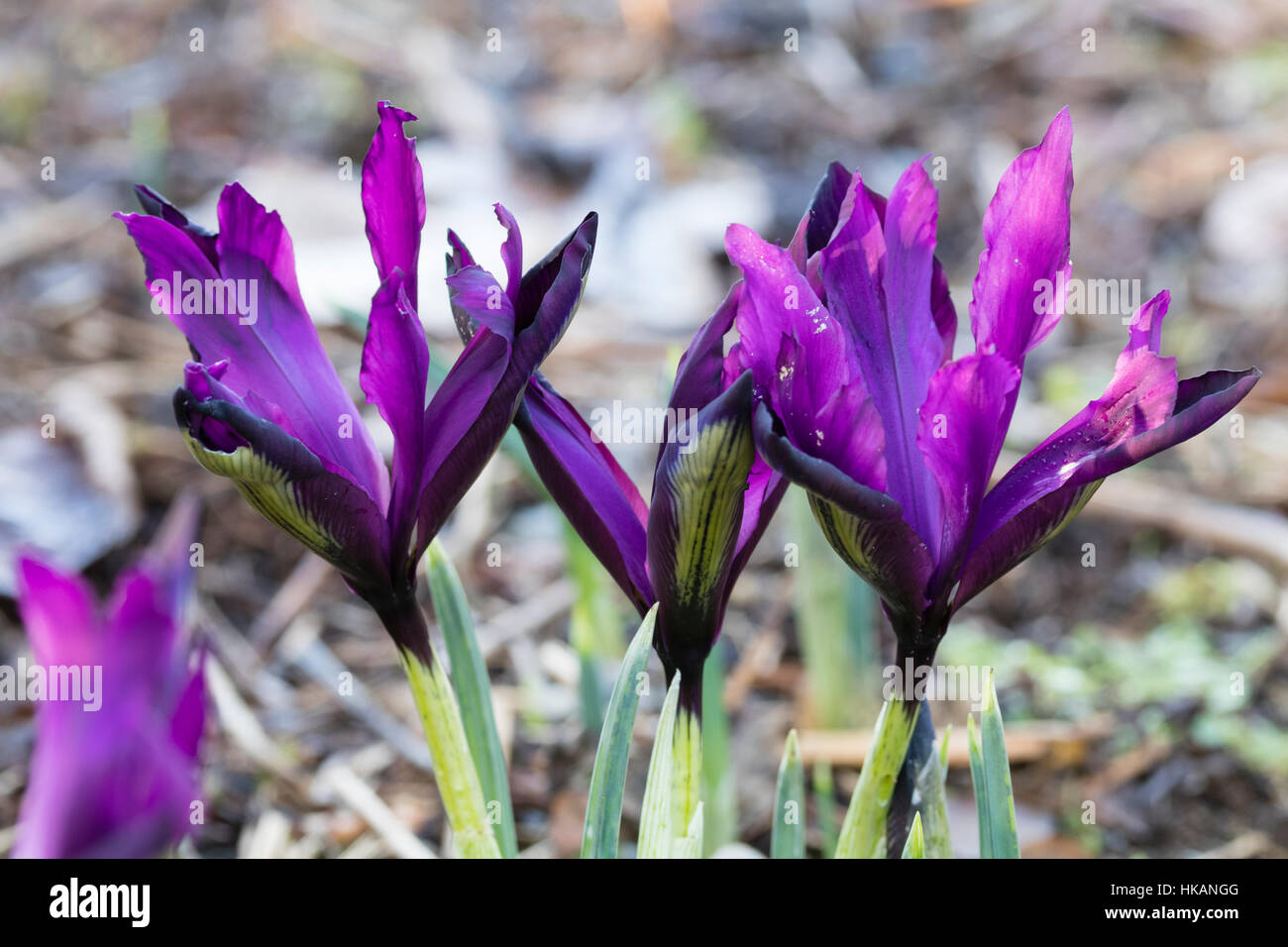 Purple winter flowers of the dwarf reticulata type iris, Iris ...