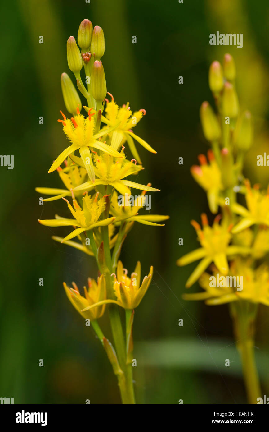 Bog Asphodel, Narthecium ossifragum, wildflower, Fleet Valley, Dumfries ...