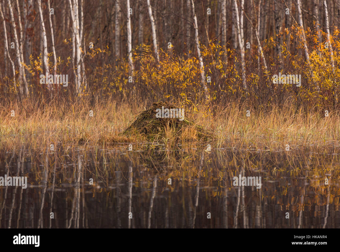 Muskrat Lodge Stock Photos & Muskrat Lodge Stock Images - Alamy