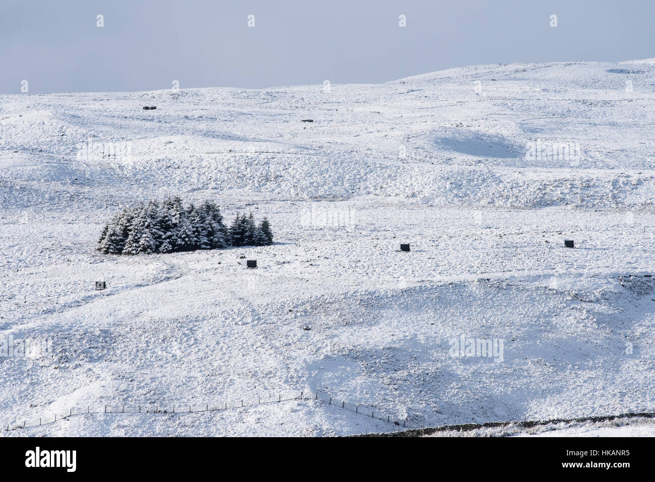 Small coniferous plantation and timber grouse butts on Redmire /Moor ...