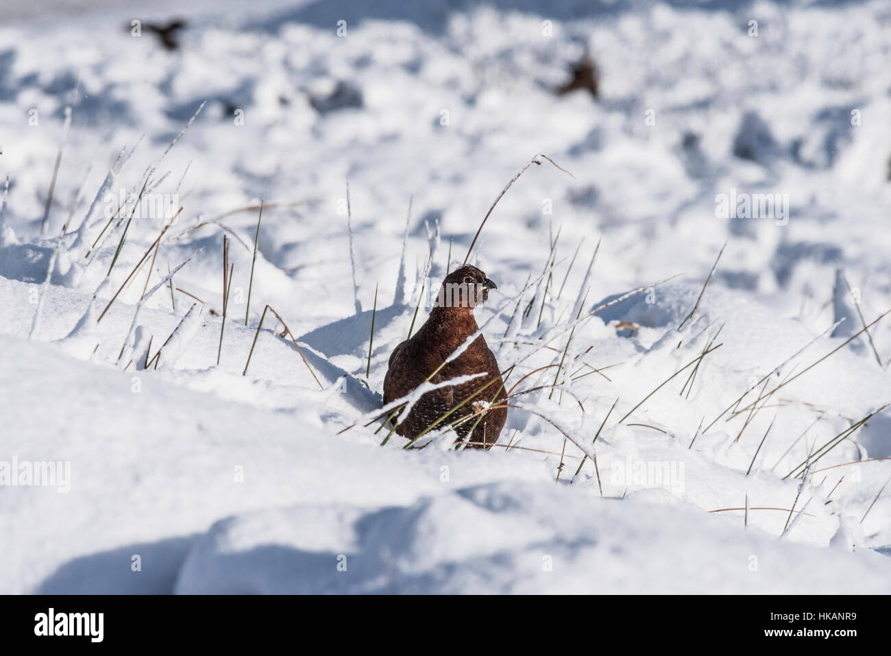 Red Grouse hen on snow, Lagopus lagopus scoticus Stock Photo - Alamy