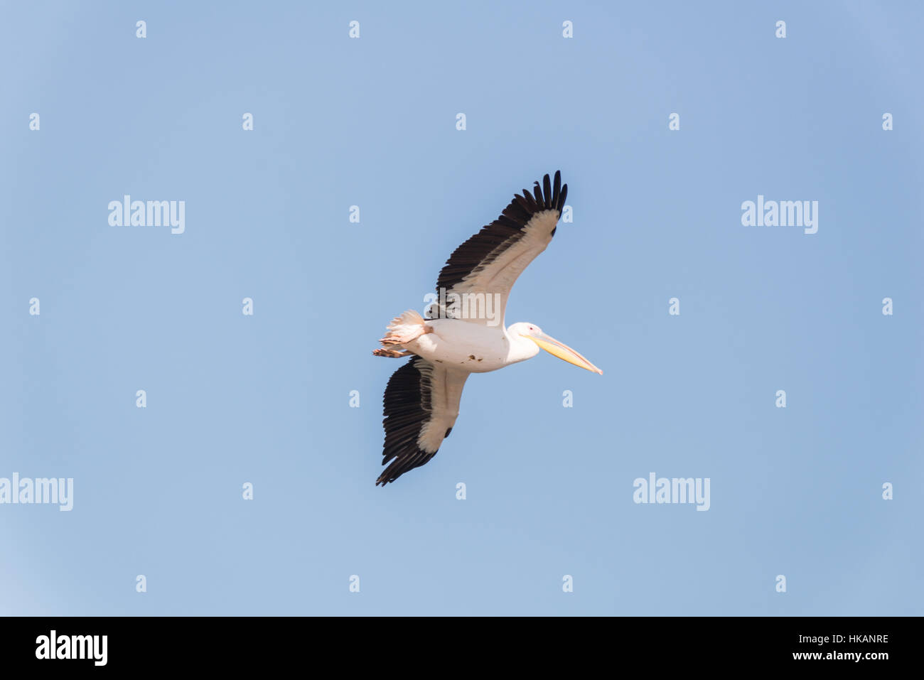 Pelican migration at Viker lookout, Israel Stock Photo - Alamy