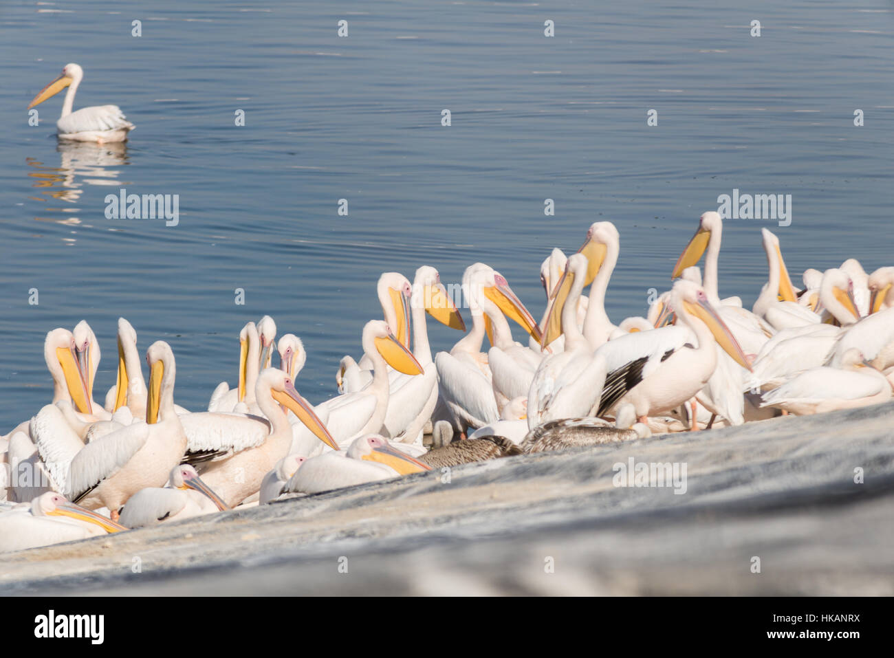Mishmar hasharon hi-res stock photography and images - Alamy