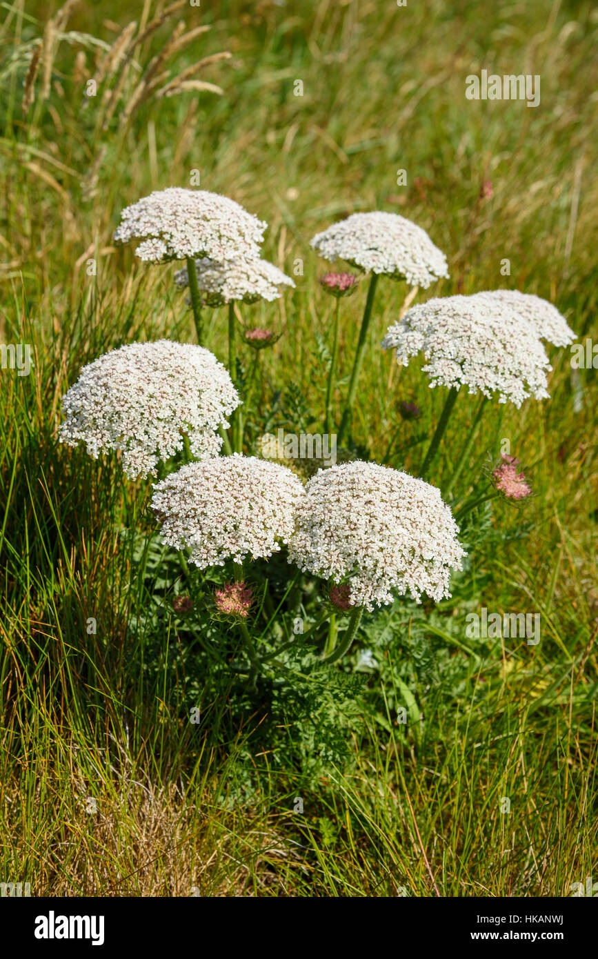 Sea carrot hi-res stock photography and images - Alamy