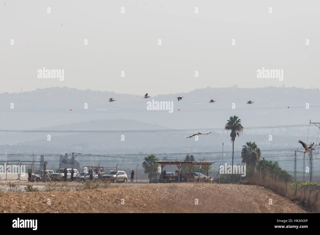 Pelican migration at Viker lookout, Israel Stock Photo - Alamy