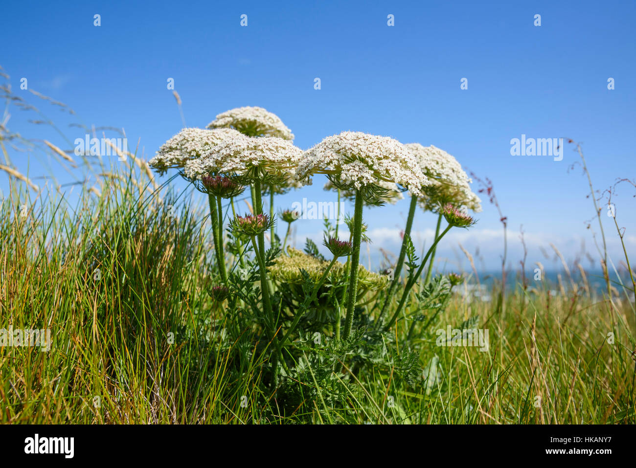 Daucus carota ssp gummifer hi-res stock photography and images - Alamy