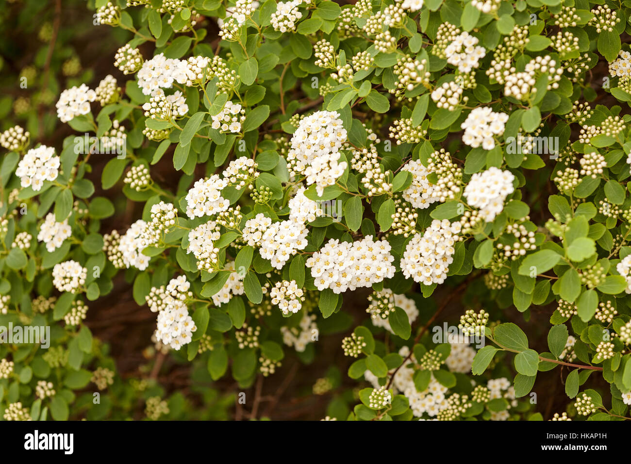 bush with small white flowers on a branches, note shallow depth of ...