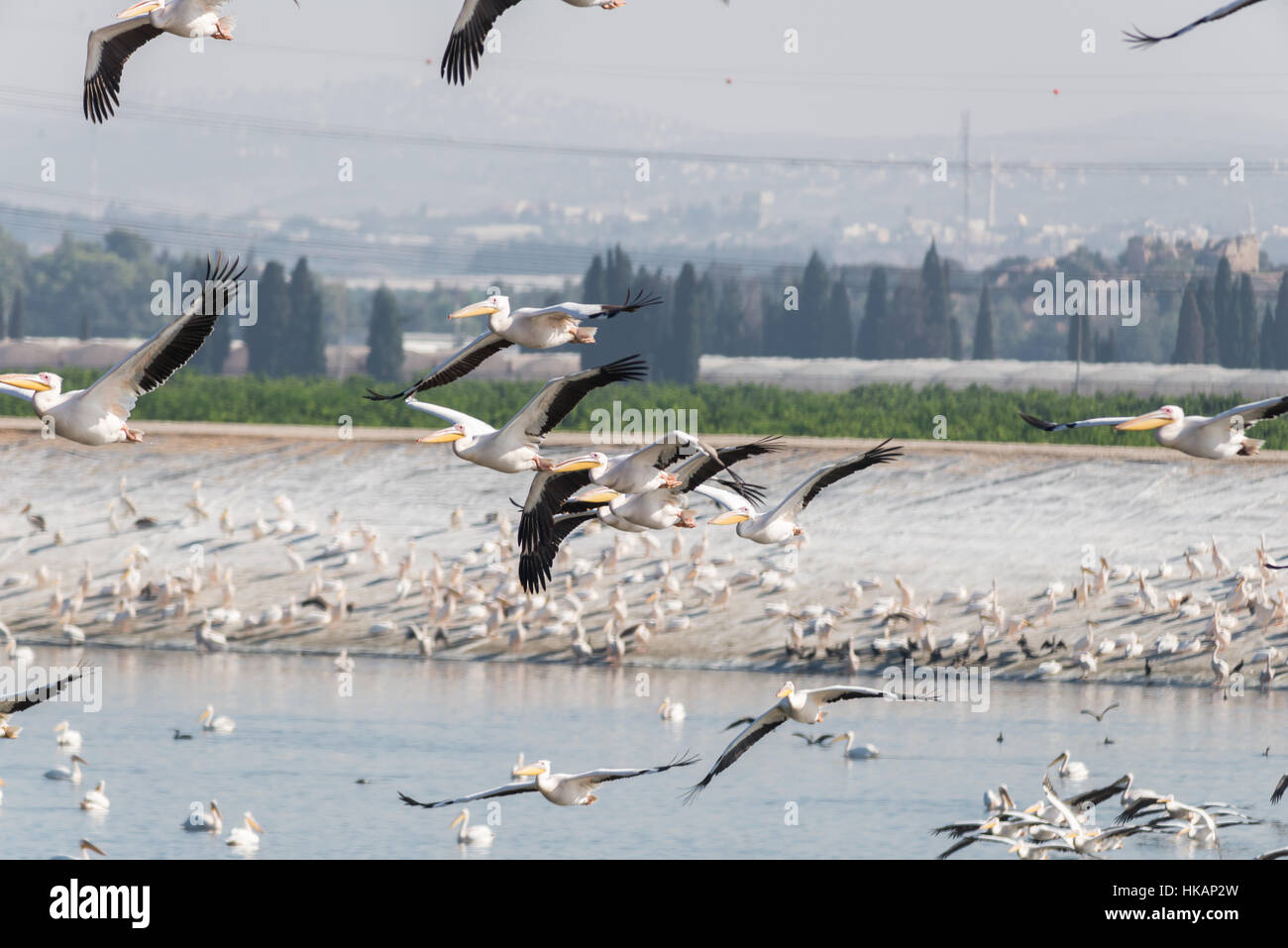 Pelican migration at Viker lookout, Israel Stock Photo - Alamy