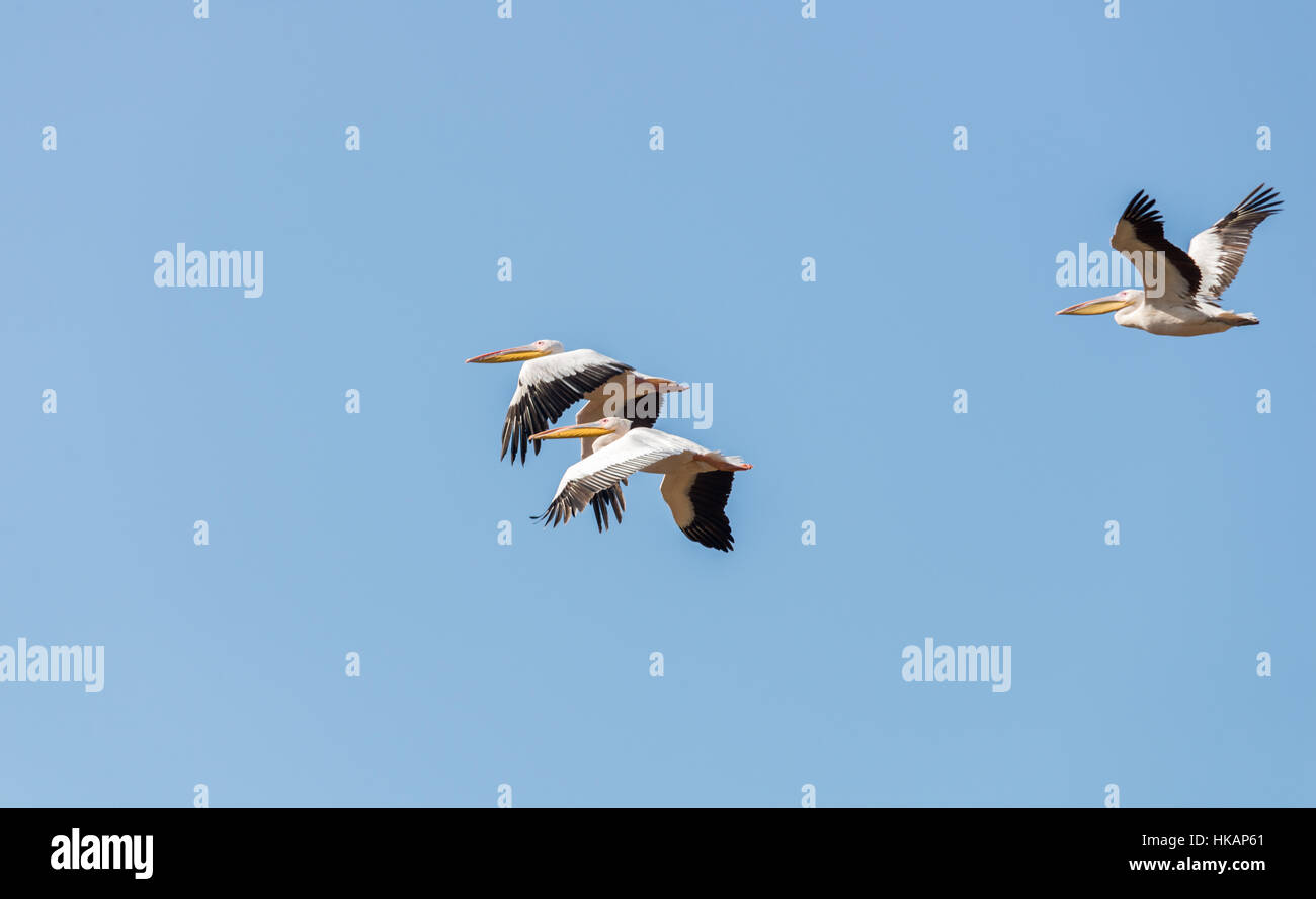 Pelicans migration hi-res stock photography and images - Alamy