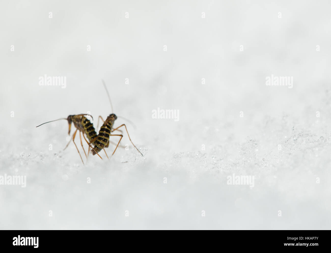 Snow scorpionfly males fighting Stock Photo - Alamy