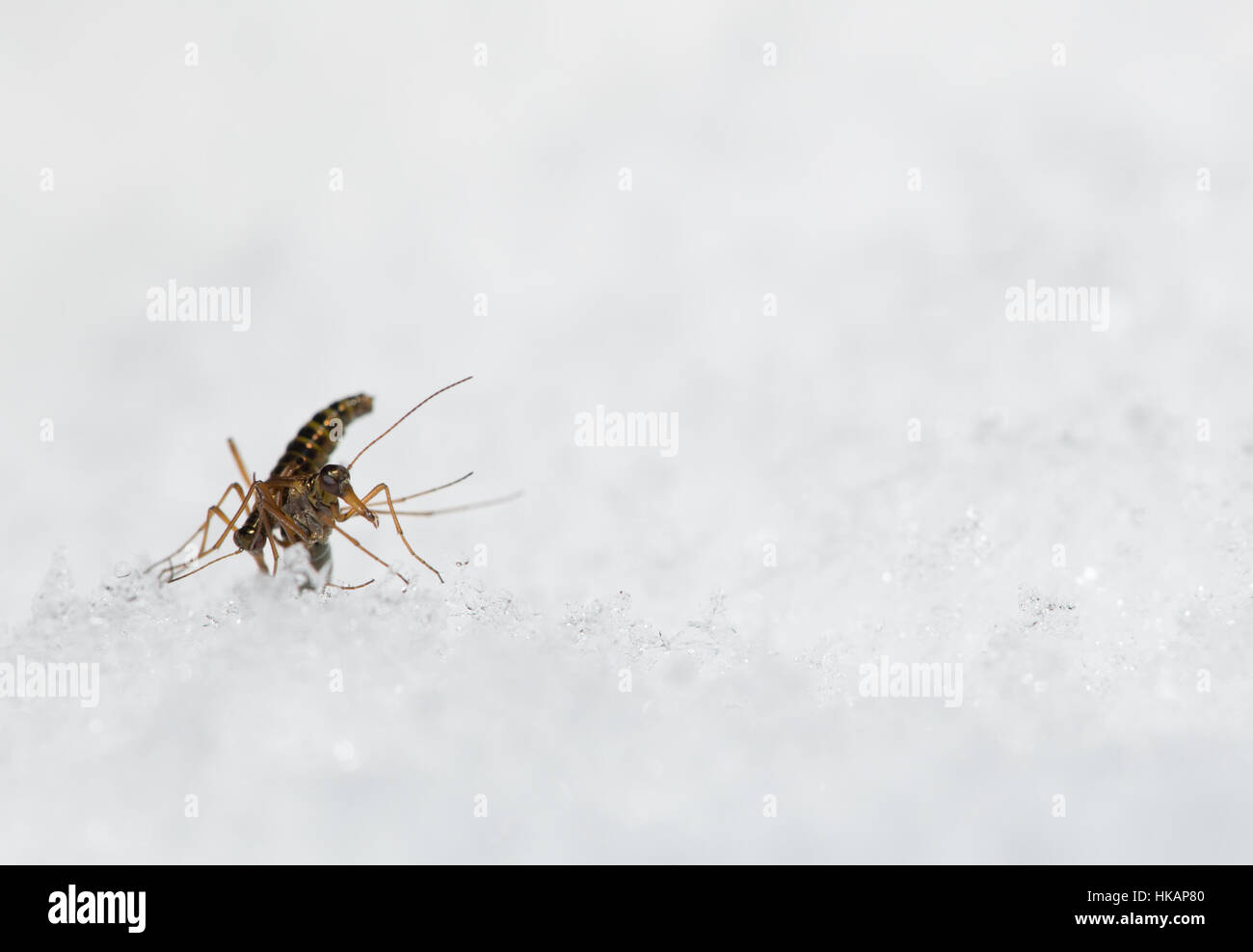 Snow scorpionfly males fighting Stock Photo - Alamy