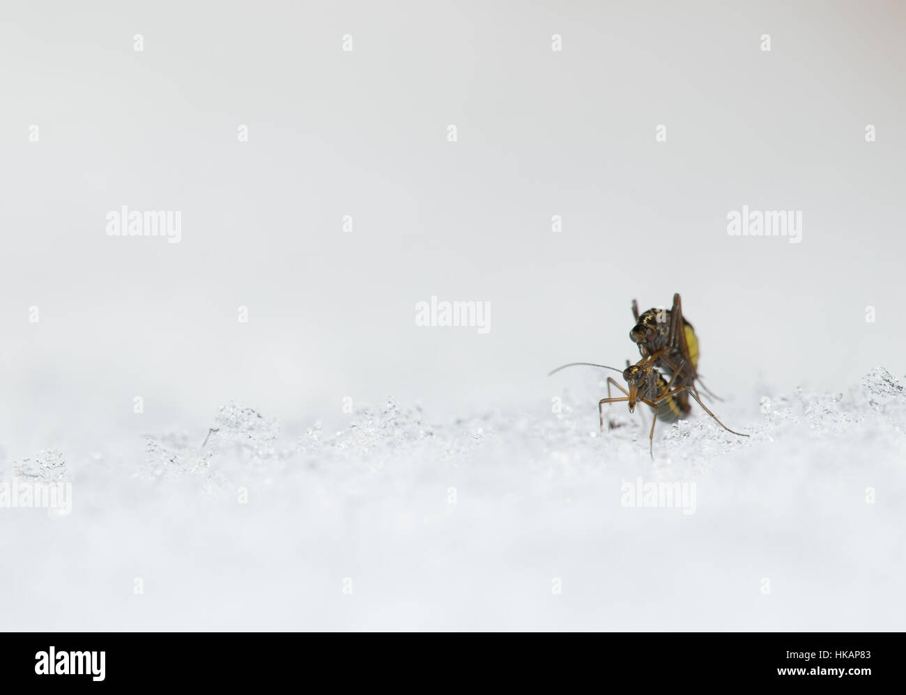Snow scorpionfly mating pair Stock Photo - Alamy