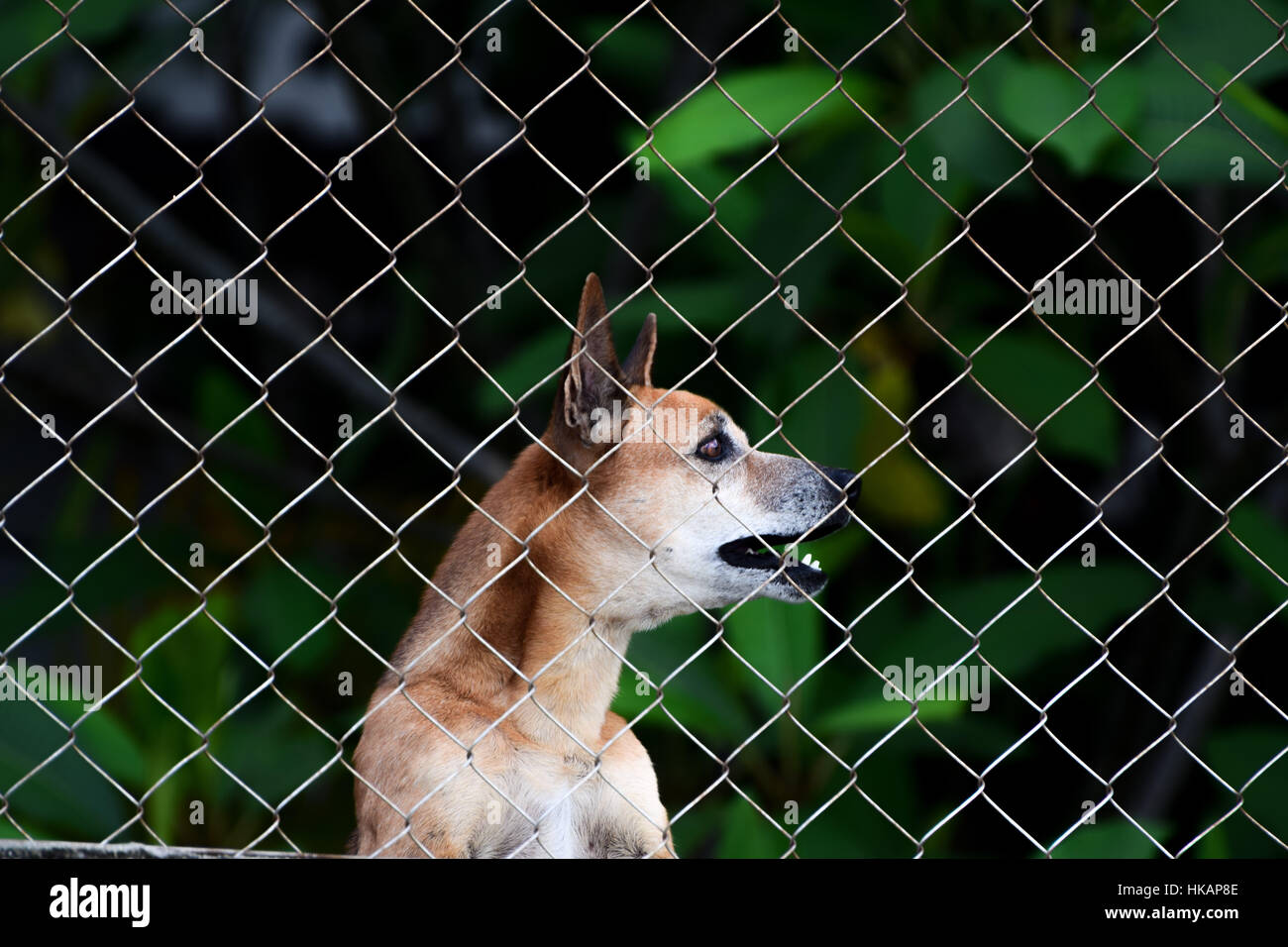 Cachorro perro hi-res stock photography and images - Alamy