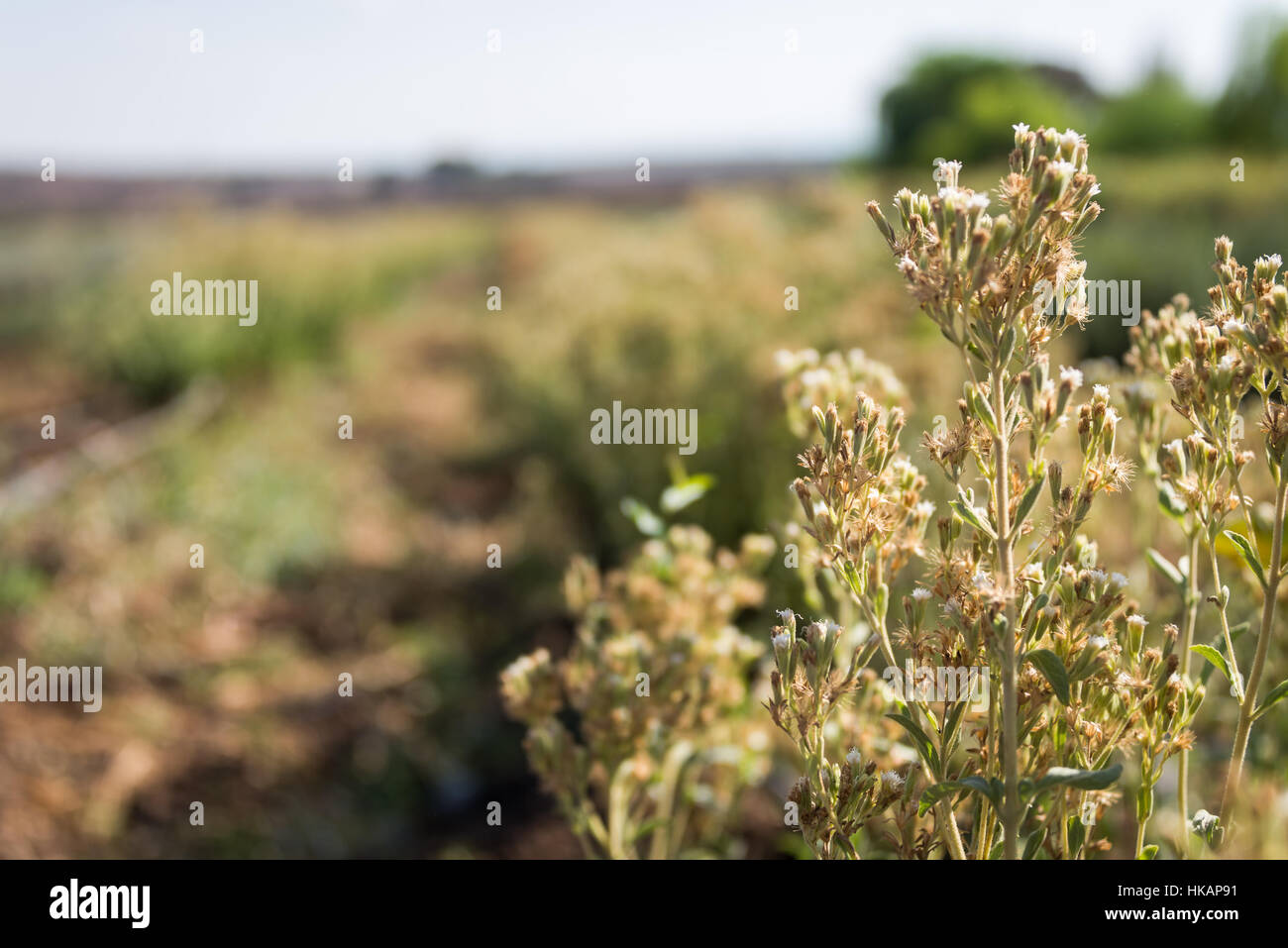 Stevia at Bethlehem of Galilee, Israel Stock Photo - Alamy