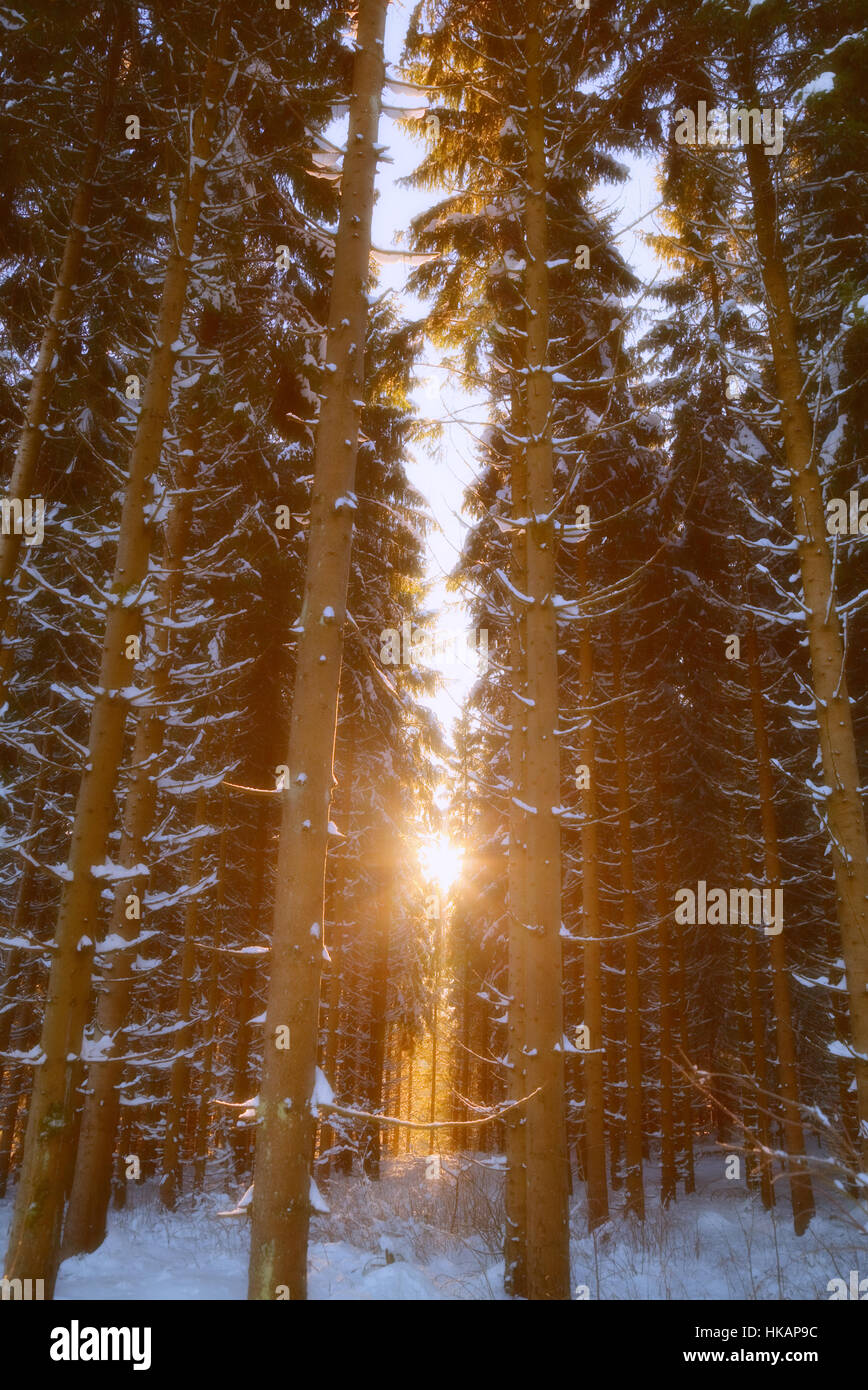 winter landscape with evening sun Stock Photo - Alamy