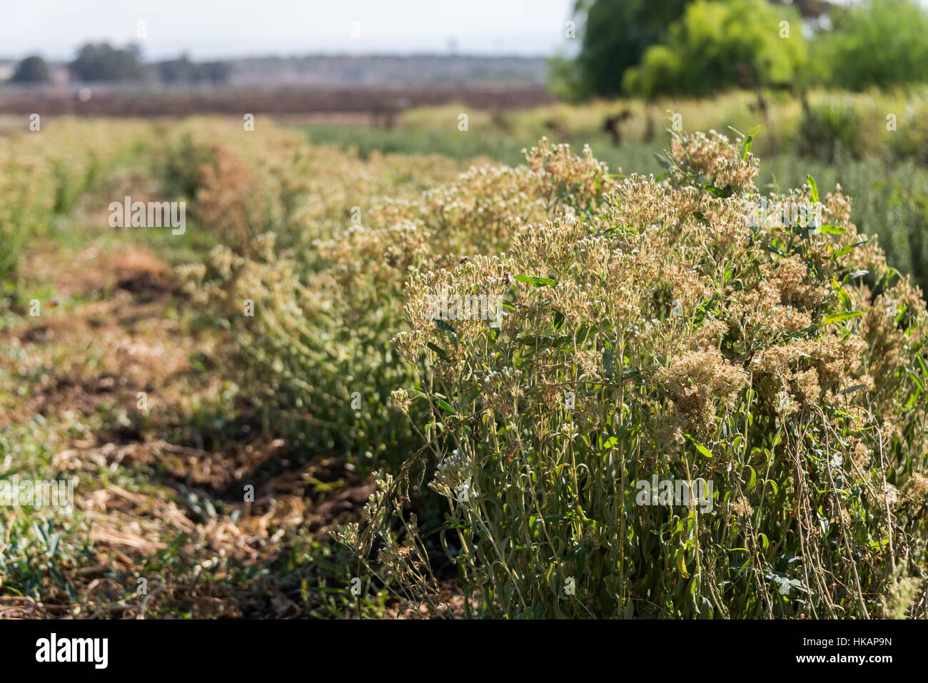 Stevia at Bethlehem of Galilee, Israel Stock Photo - Alamy