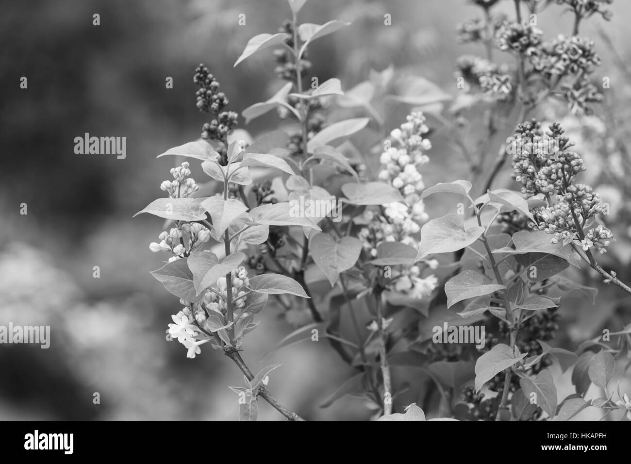 Blooming tree in field Black and White Stock Photos & Images - Alamy