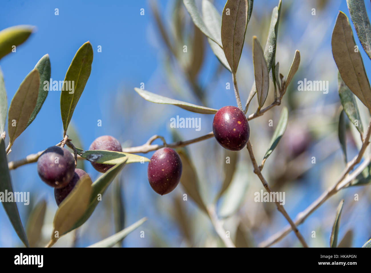 Olives picking at Bethlehem of Galilee, Israel Stock Photo - Alamy