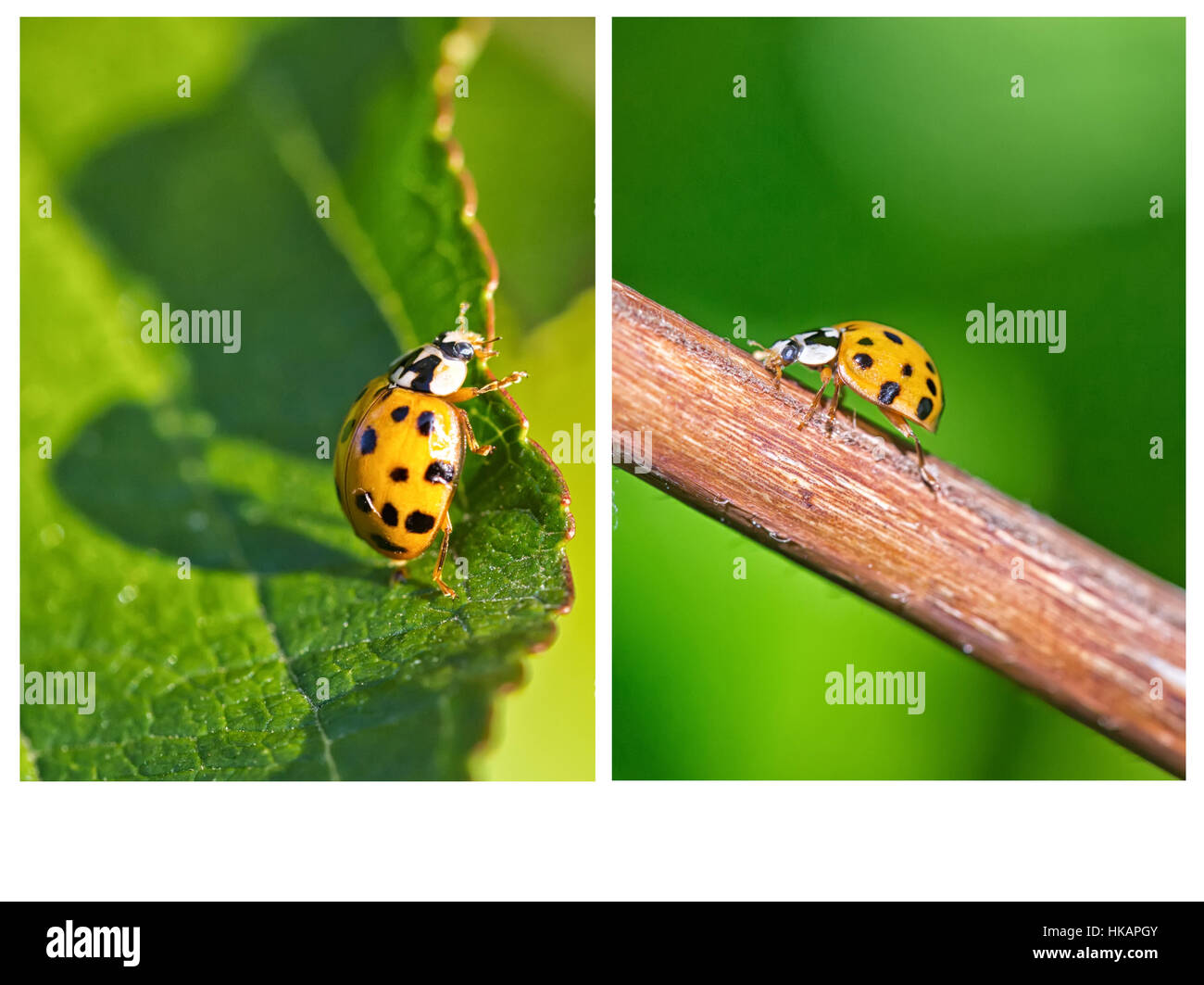 Yellow ladybird hi-res stock photography and images - Alamy