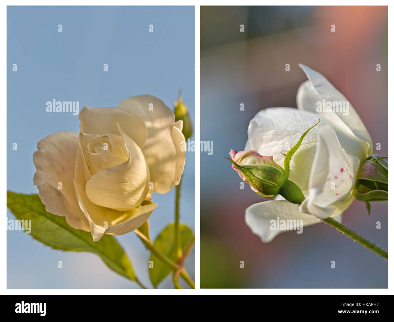 Collage of two Close up vertical images of a Peach colored Rose bud ...