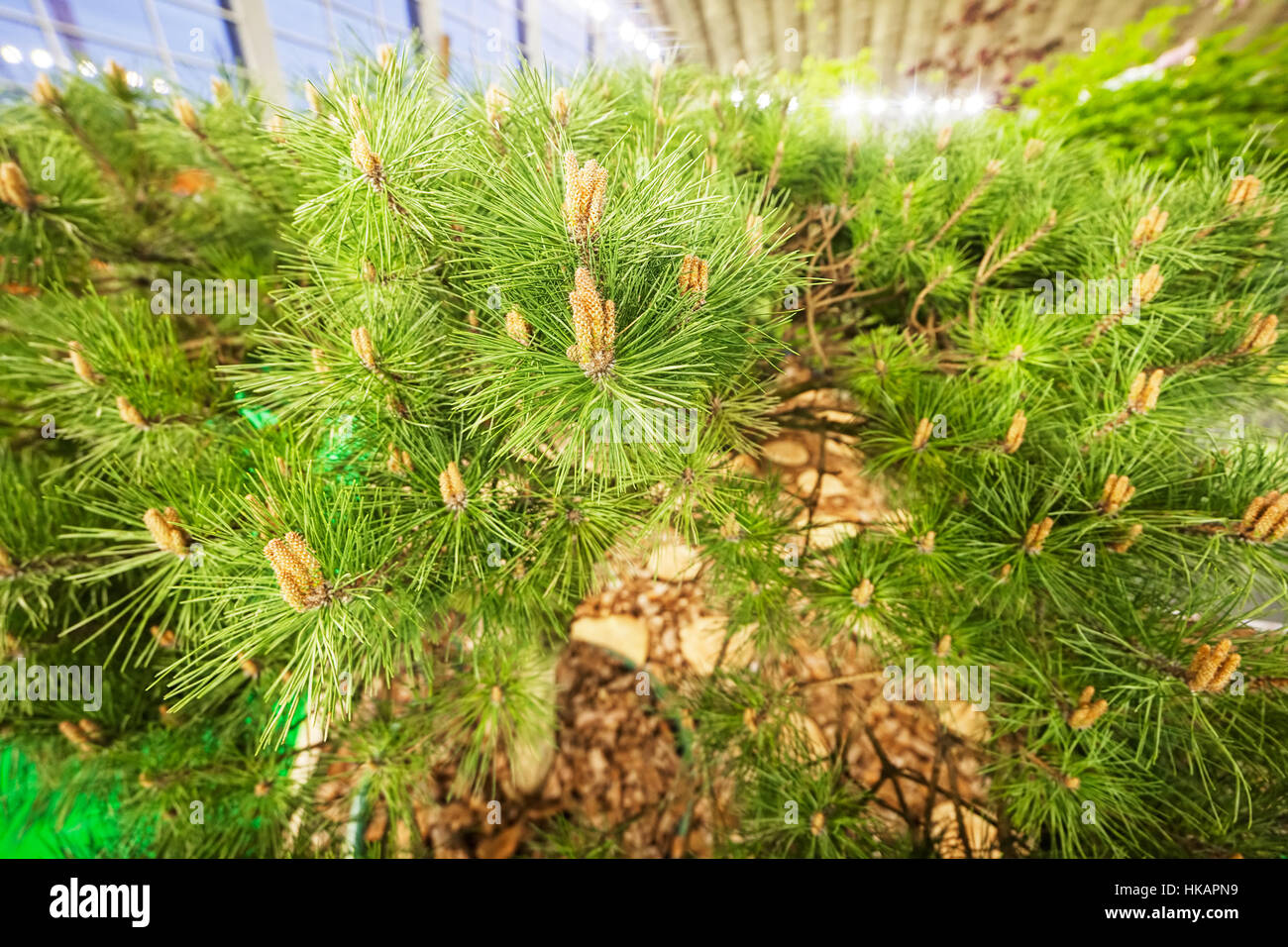 bush white pine in a botanical garden, note shallow depth of field ...