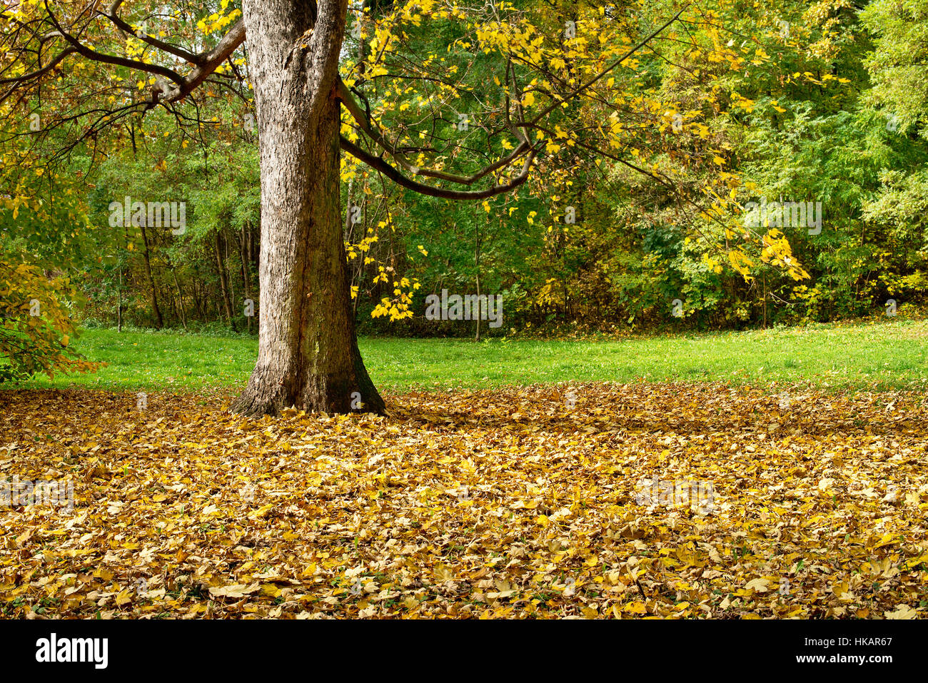Detail of tree trunk in the autumn park Stock Photo - Alamy
