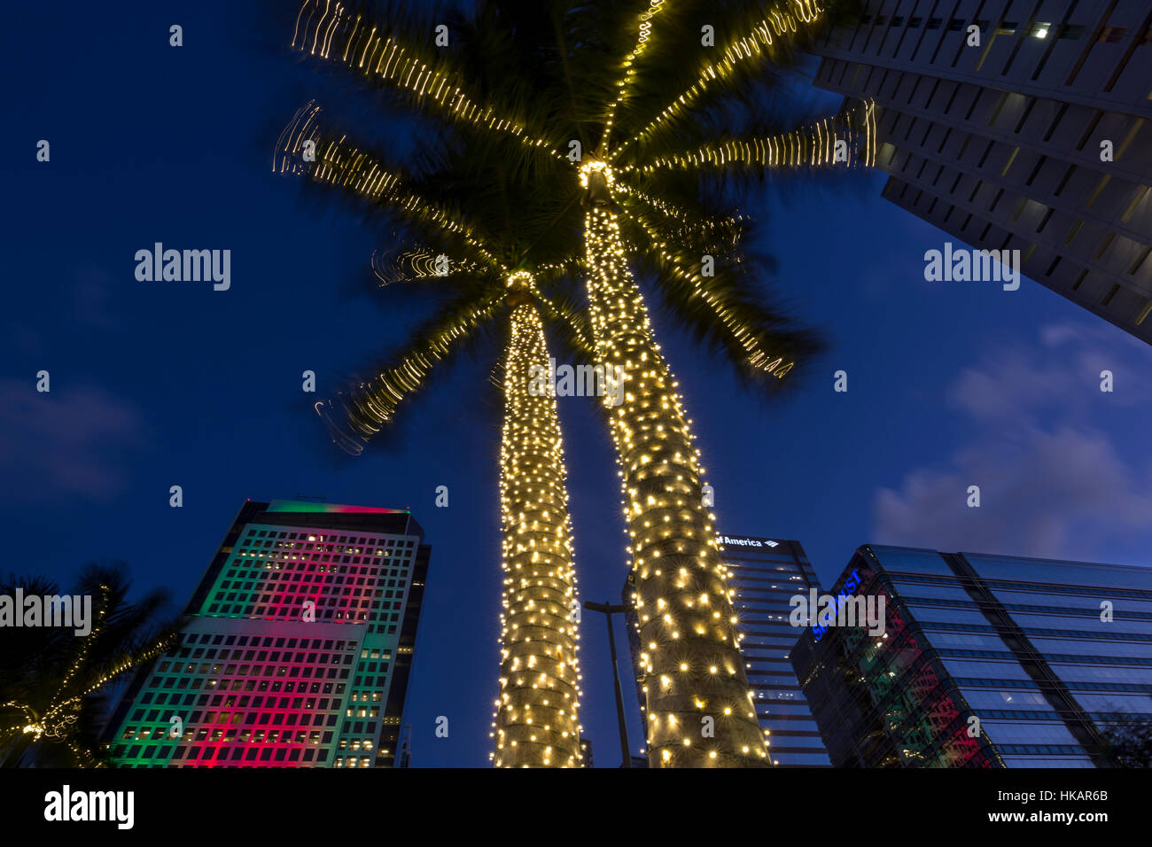 PALM TREES ILLUMINATED CHRISTMAS SEASON BRICKELL AVENUE DOWNTOWN MIAMI ...