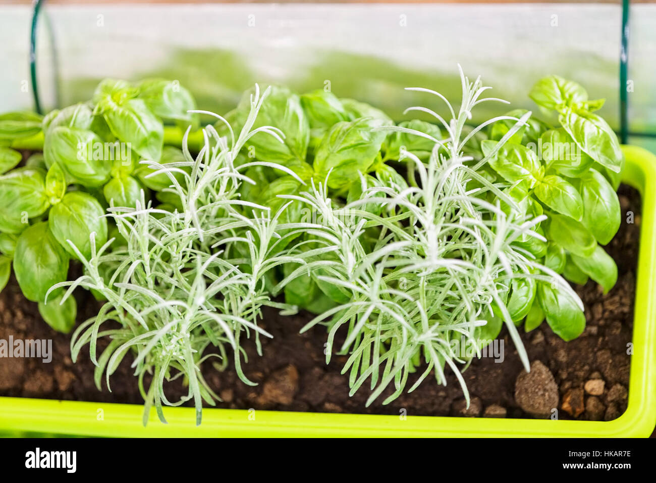 potted herbs, note shallow depth of field Stock Photo - Alamy