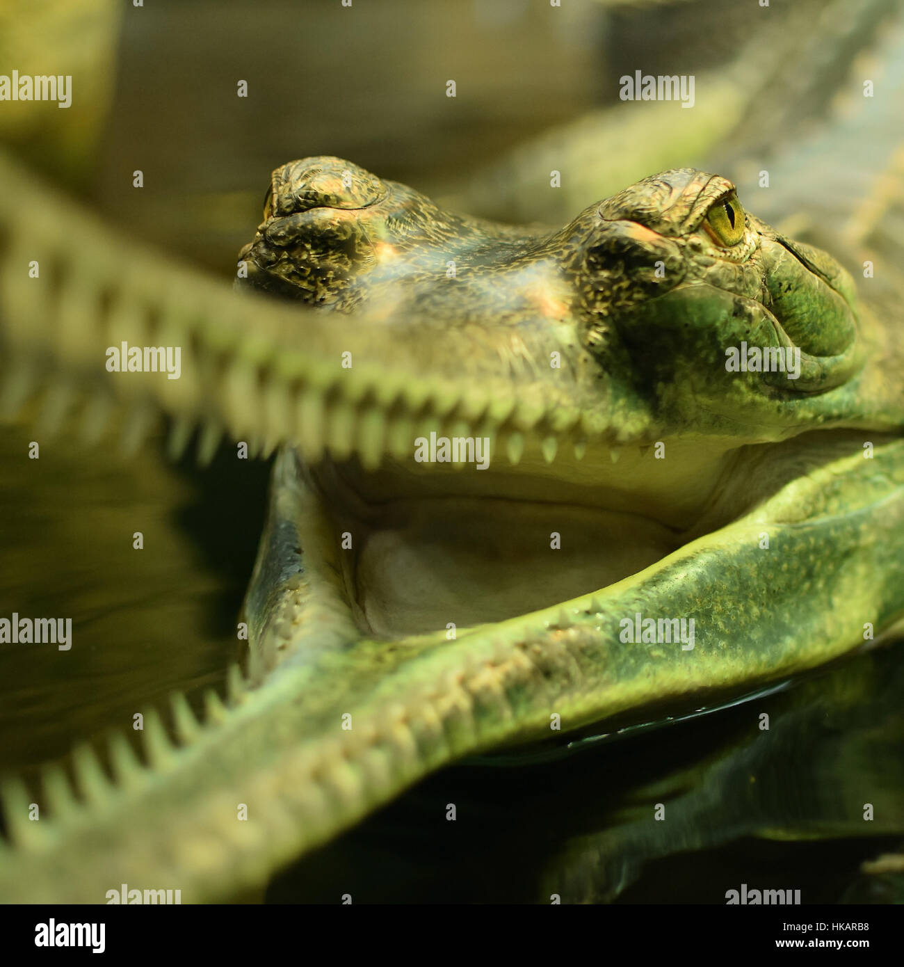 Crocodile teeth detail hi-res stock photography and images - Alamy