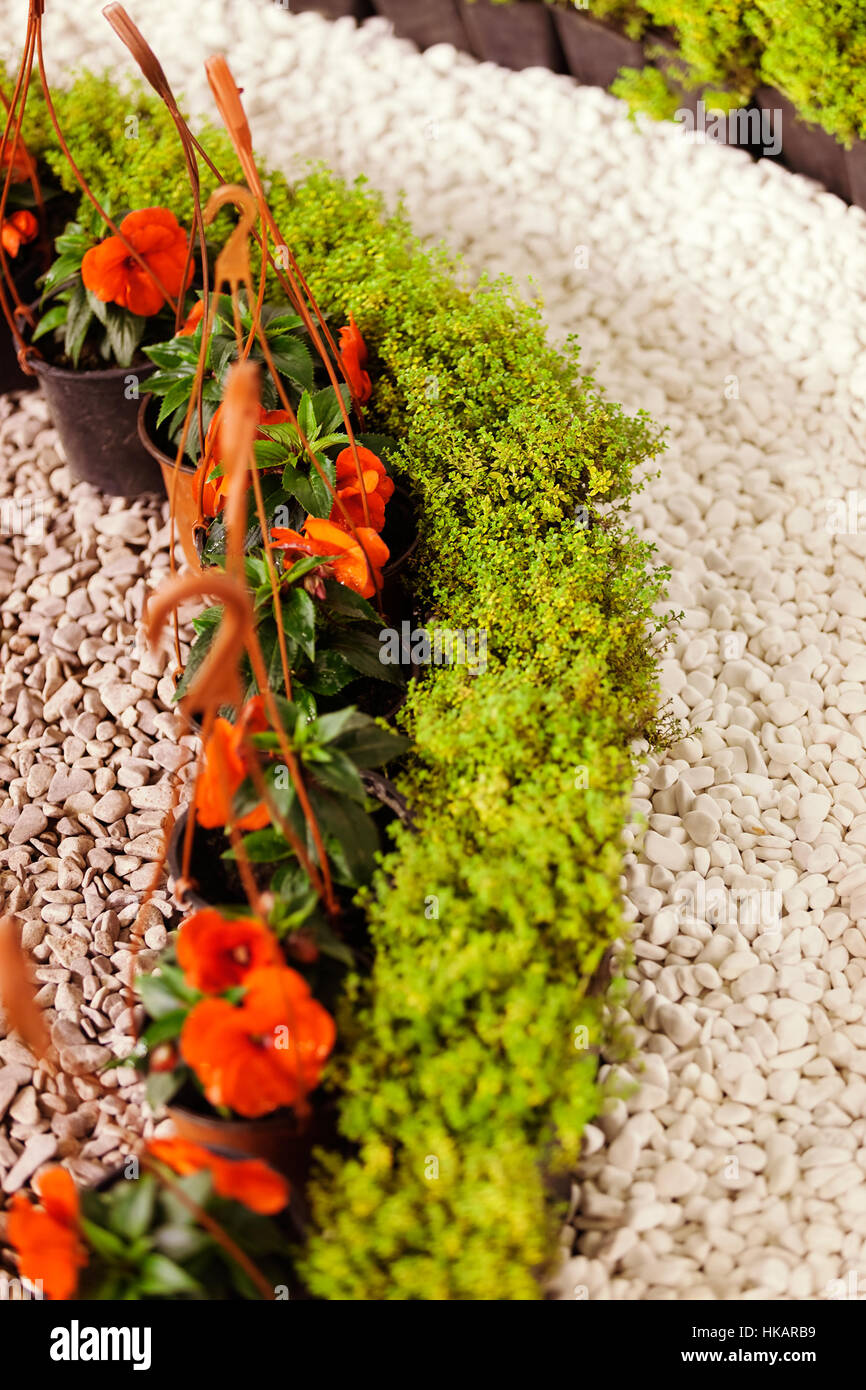 houseplants with small flowers, note shallow depth of field Stock Photo ...