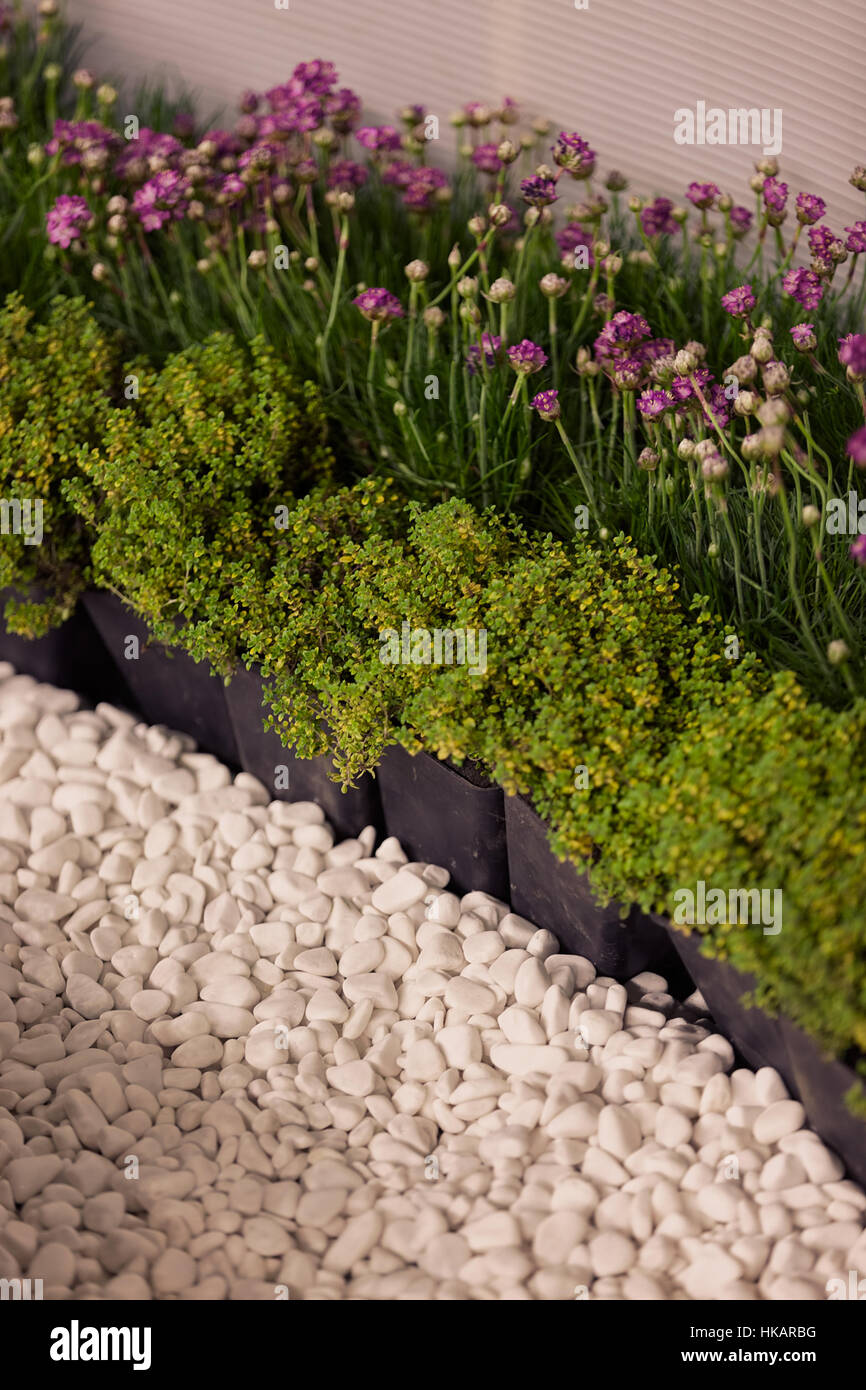 houseplants with small flowers, note shallow depth of field Stock Photo ...